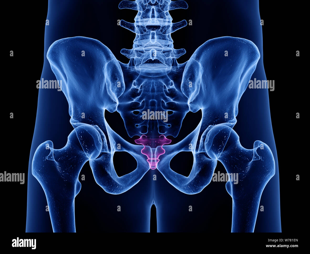 Coccyx hi-res stock photography and images - Alamy