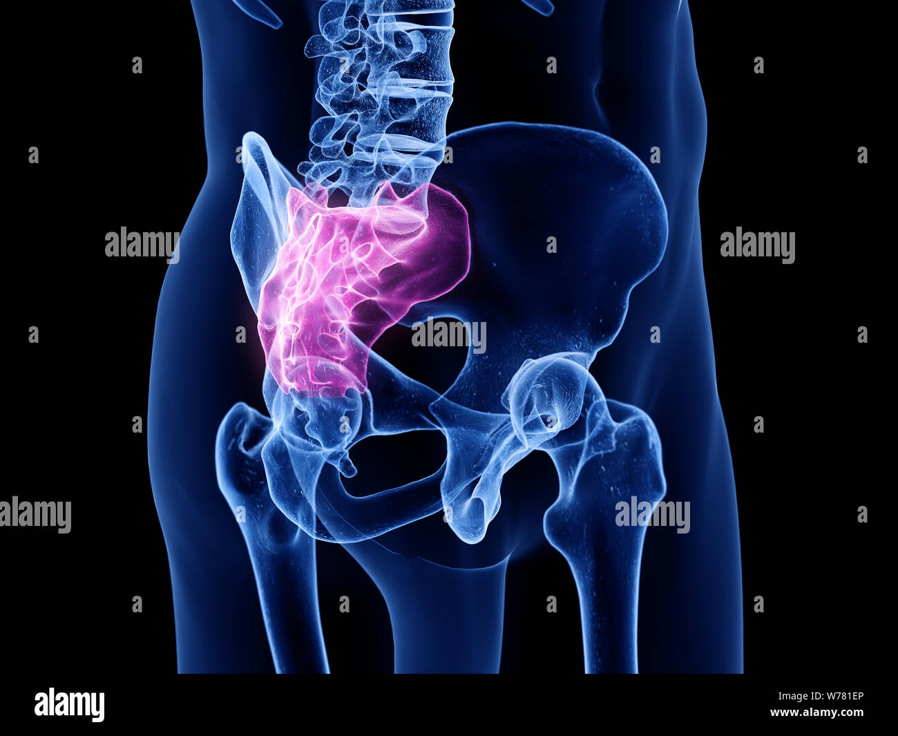 3d rendered medically accurate illustration of the sacrum Stock Photo ...