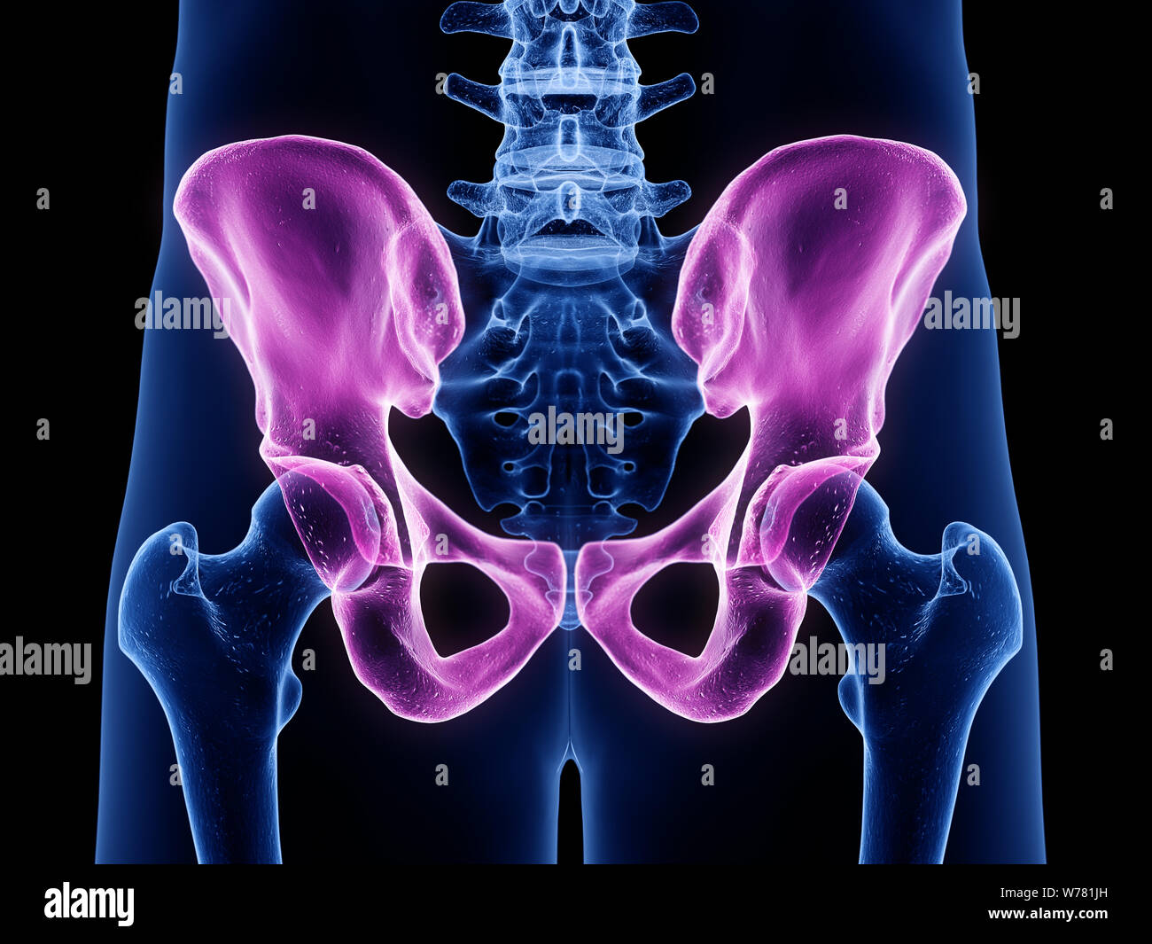 3d rendered medically accurate illustration of the ilium Stock Photo ...