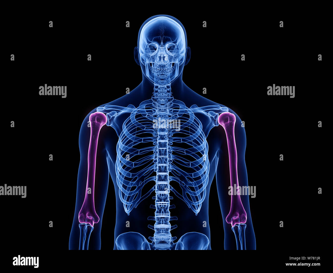 3d rendered medically accurate illustration of the humerus bone Stock ...