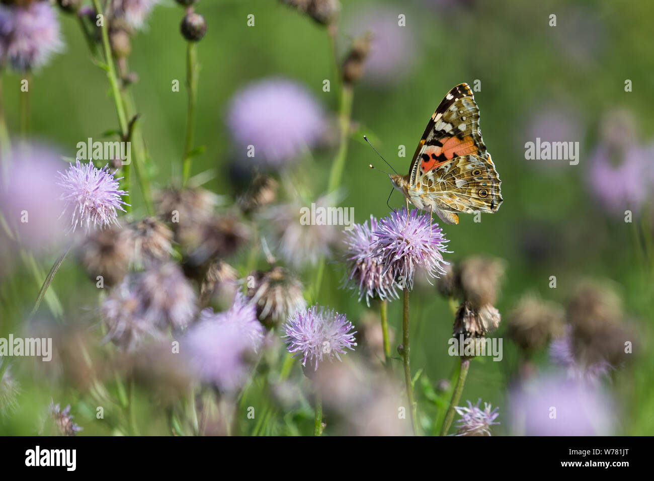 Distelfalter, Distel-Falter, Blütenbesuch auf Acker-Kratzdistel, Distel ...