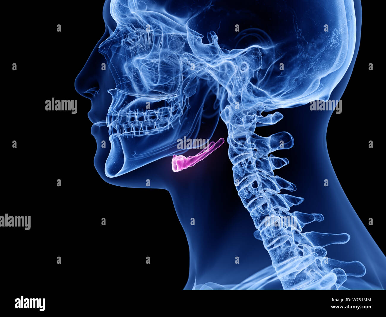 Hyoid Bone Stock Photos & Hyoid Bone Stock Images - Alamy
