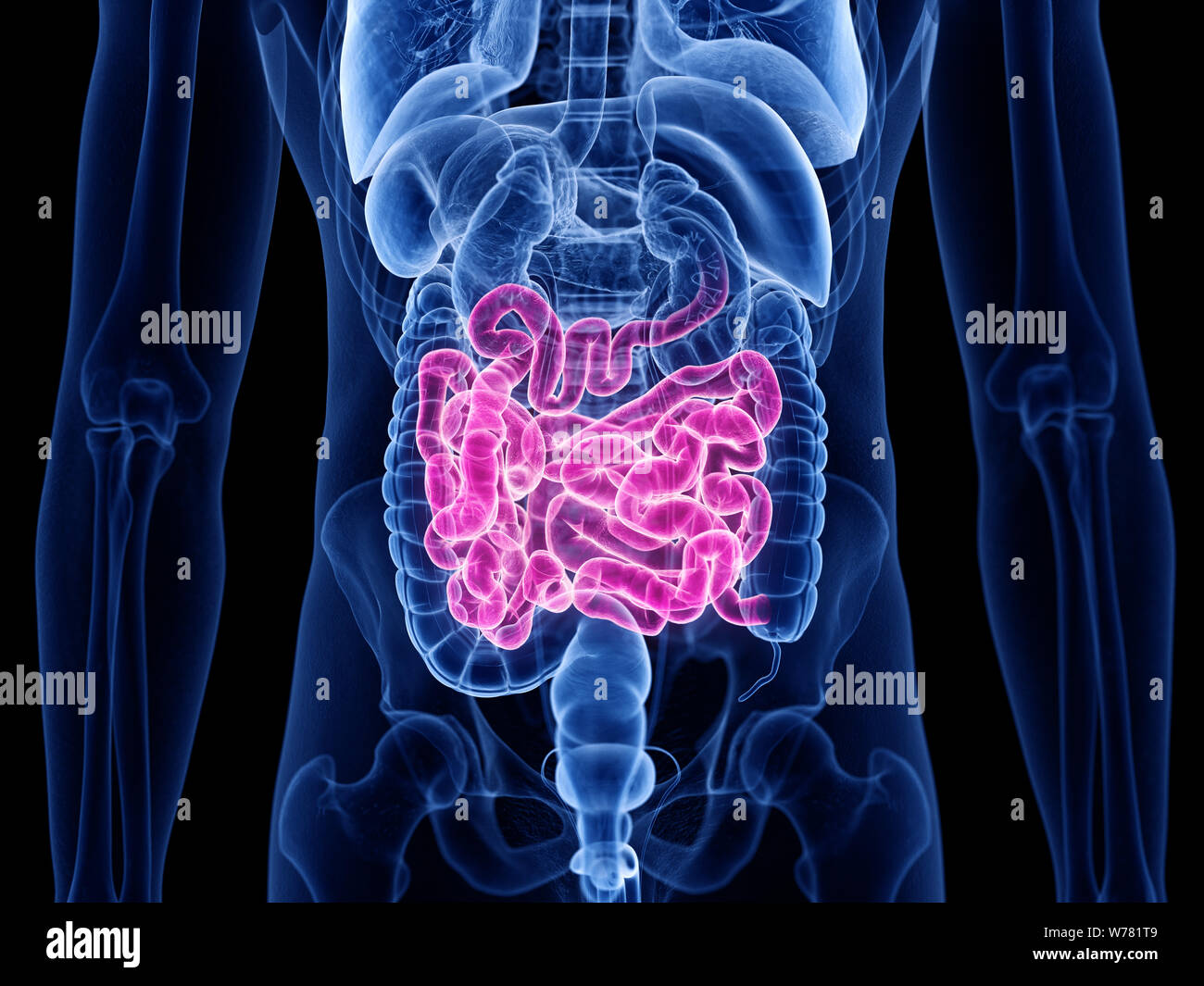 3d rendered medically accurate illustration of the small intestine ...