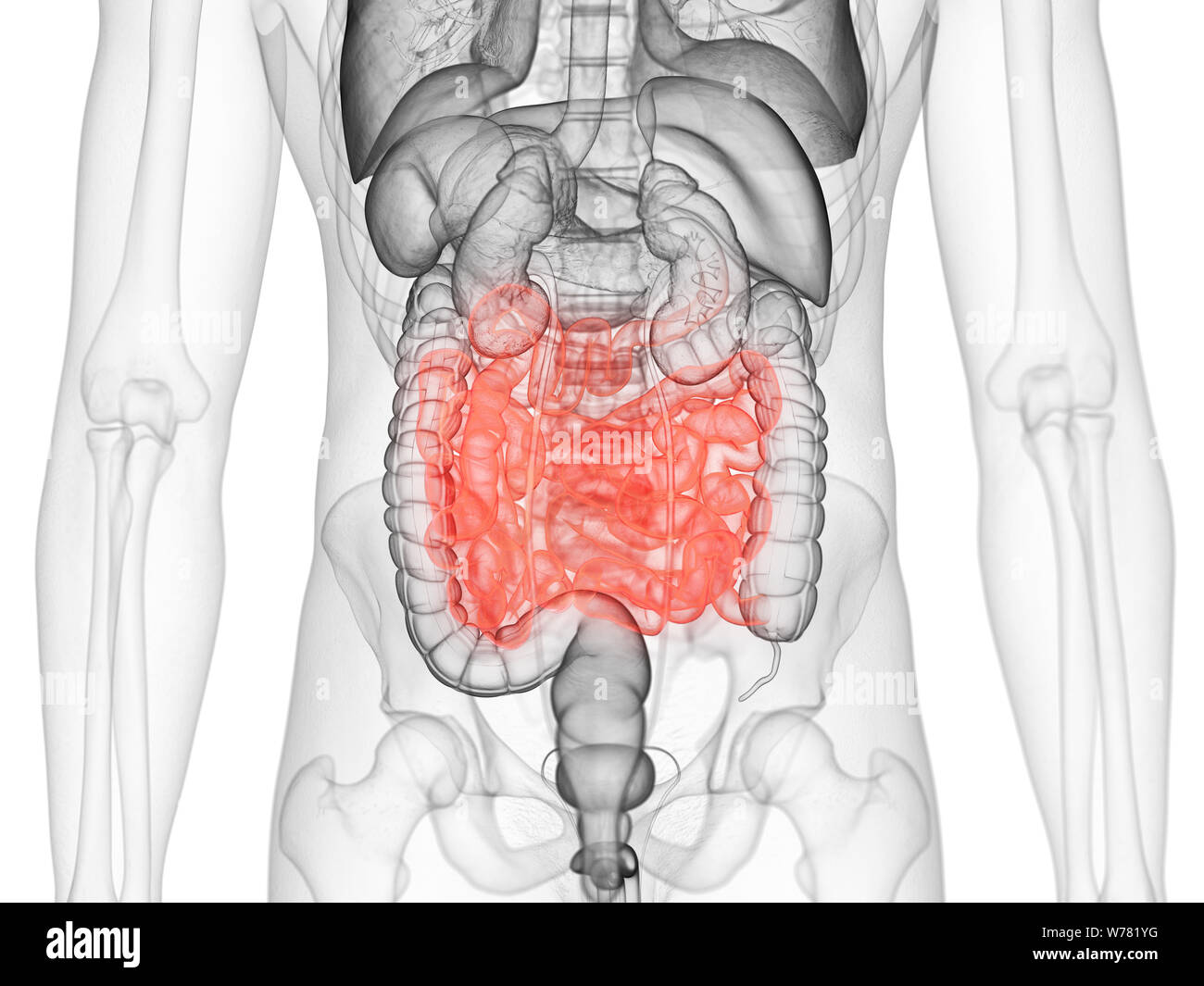 3d rendered medically accurate illustration of the small intestine ...