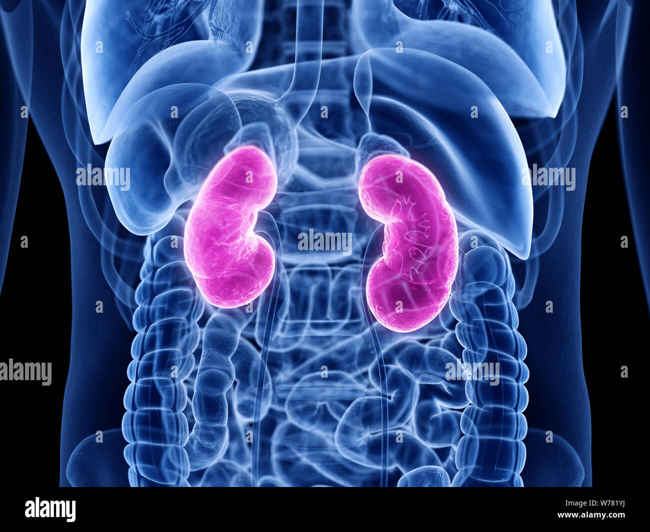 3d rendered medically accurate illustration of the human kidneys Stock ...