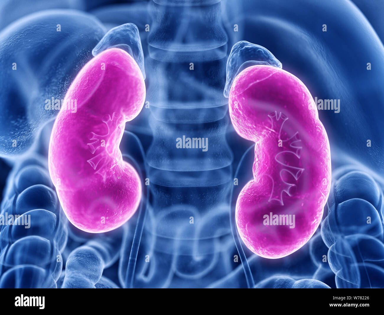 3d rendered medically accurate illustration of the human kidneys Stock ...