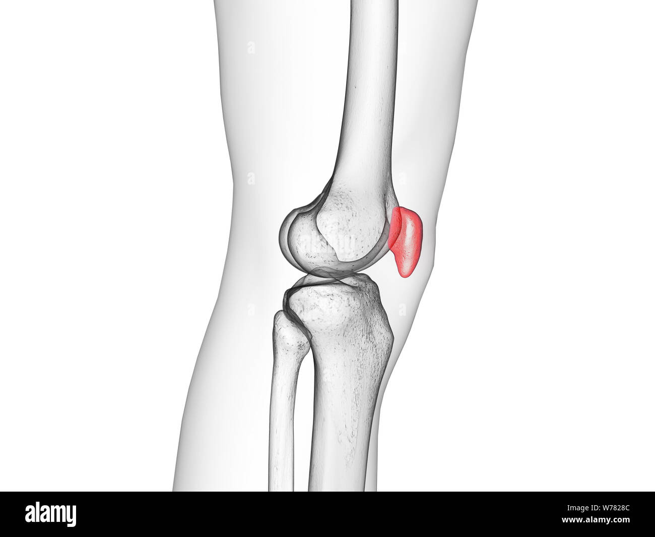 Patella and bone hi-res stock photography and images - Alamy