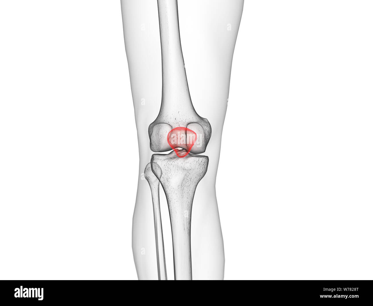 3d rendered medically accurate illustration of the patella bone Stock ...