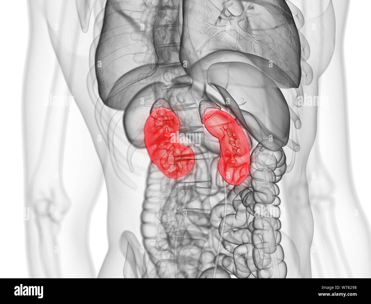 3d rendered medically accurate illustration of the human kidneys Stock ...
