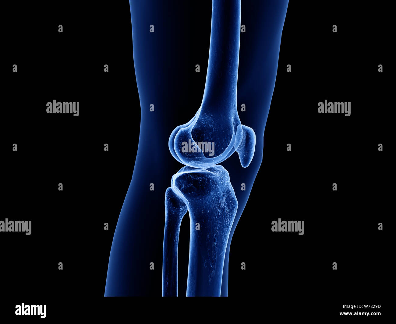 3d rendered medically accurate illustration of the healthy knee joint ...