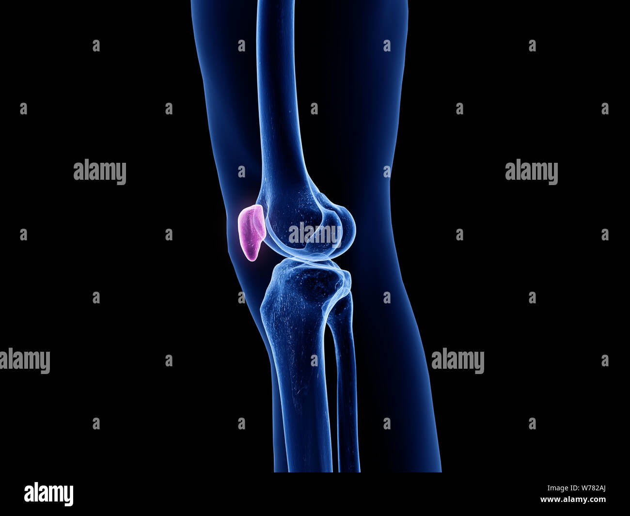 3d rendered medically accurate illustration of the patella bone Stock ...