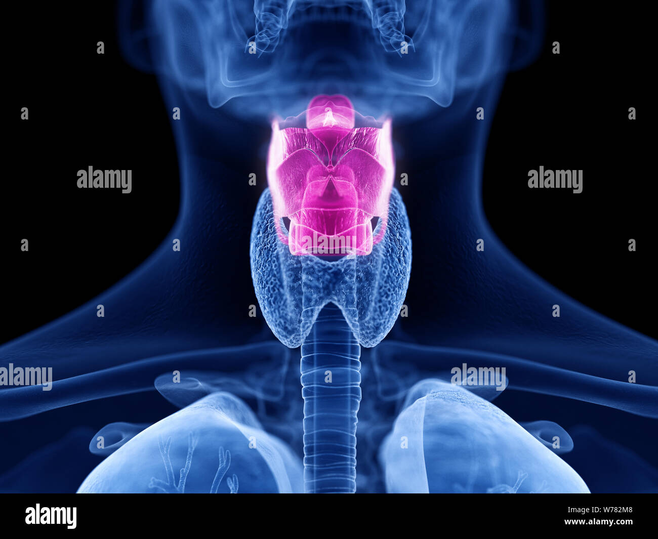 Cricoid hi-res stock photography and images - Alamy