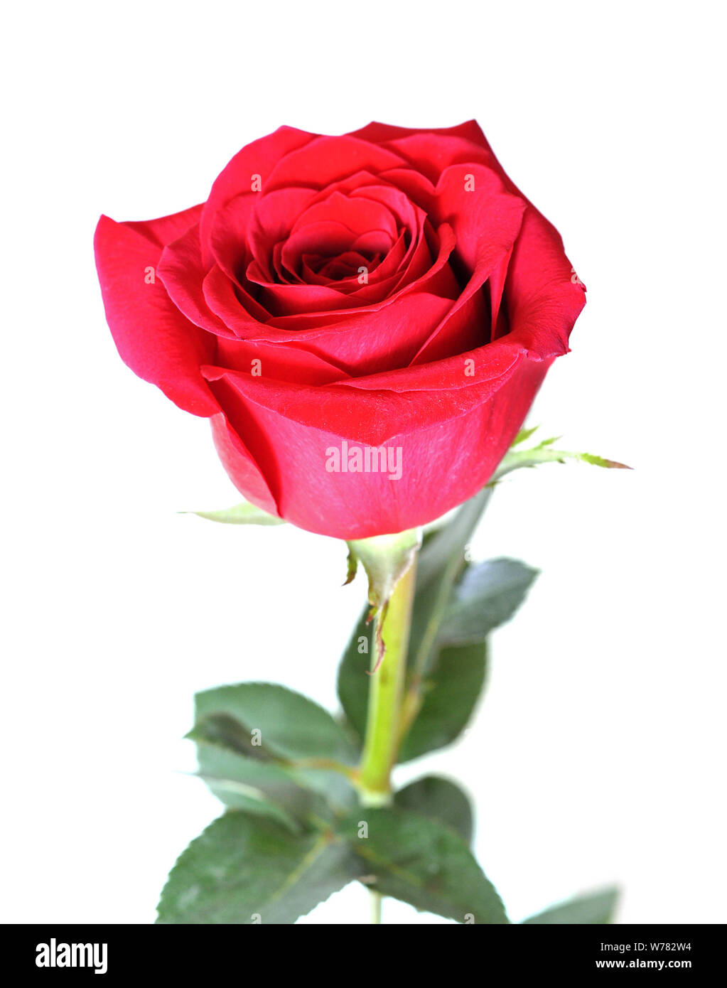single red rose isolated on white background Stock Photo - Alamy