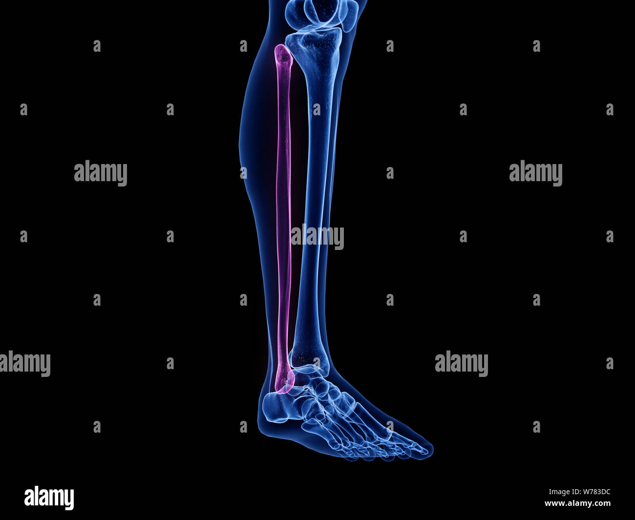 Fibula bone hi-res stock photography and images - Alamy
