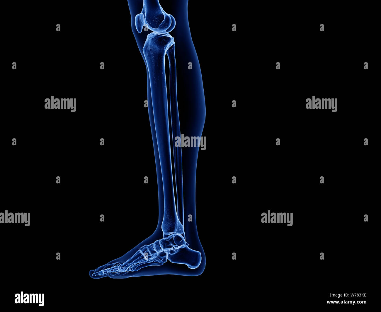 3d rendered medically accurate illustration of the lower leg bones ...