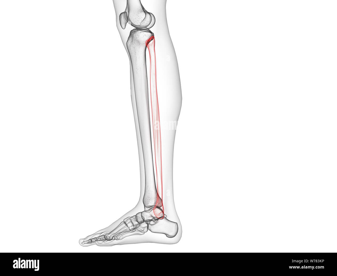 3d rendered medically accurate illustration of the fibula bone Stock ...