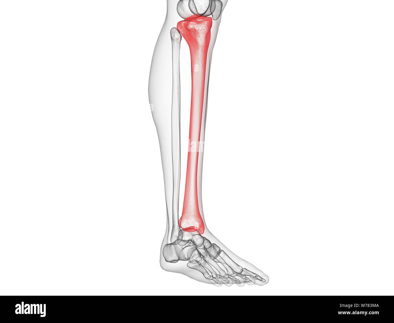 Tibia bone hi-res stock photography and images - Alamy