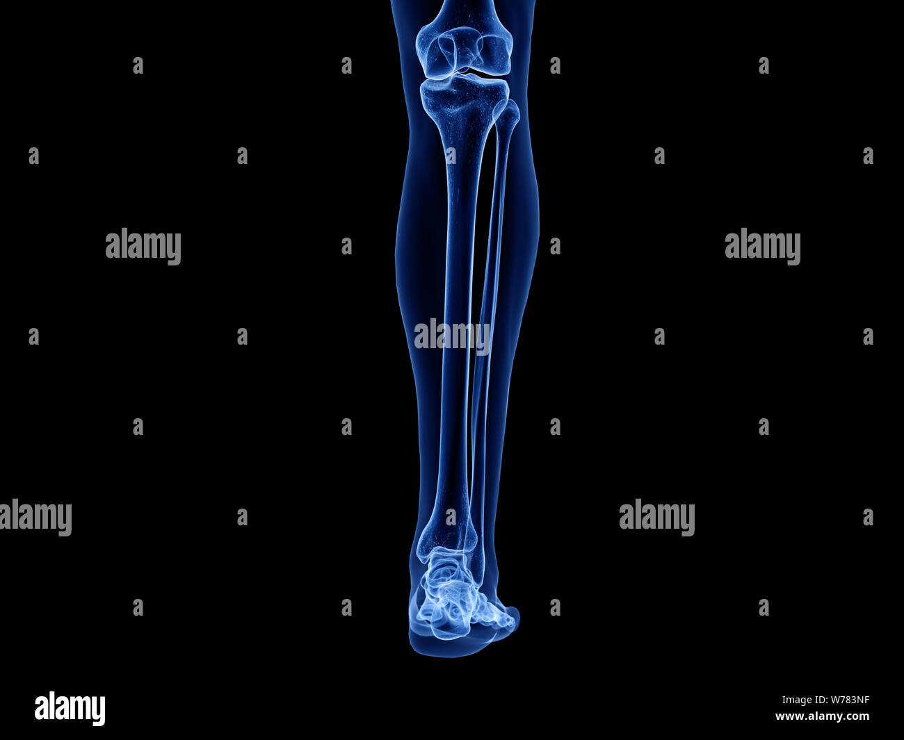 3d rendered medically accurate illustration of the lower leg bones ...