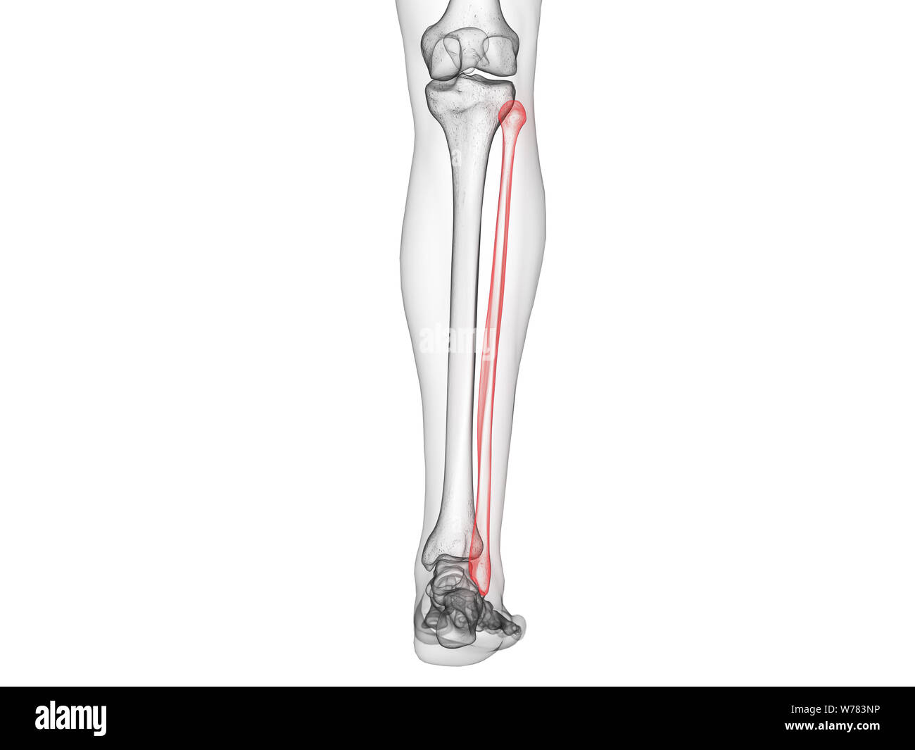 3d rendered medically accurate illustration of the fibula bone Stock ...