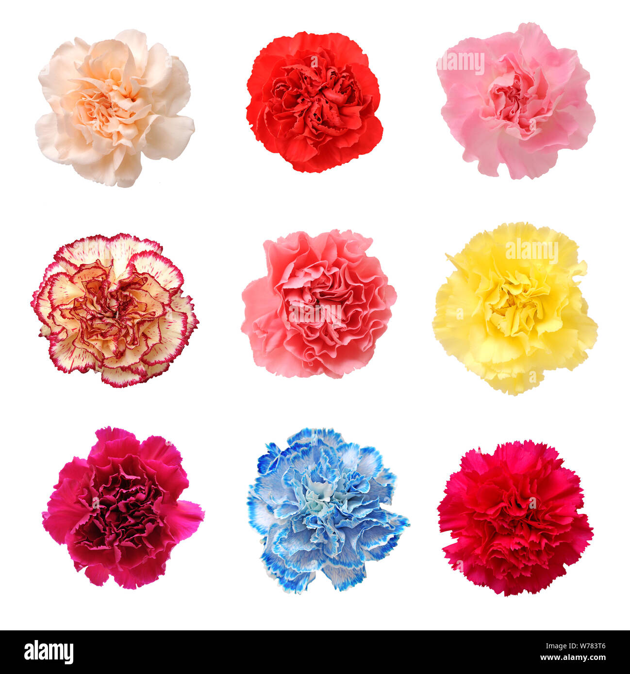 Blue brown carnation closeup hi-res stock photography and images - Alamy