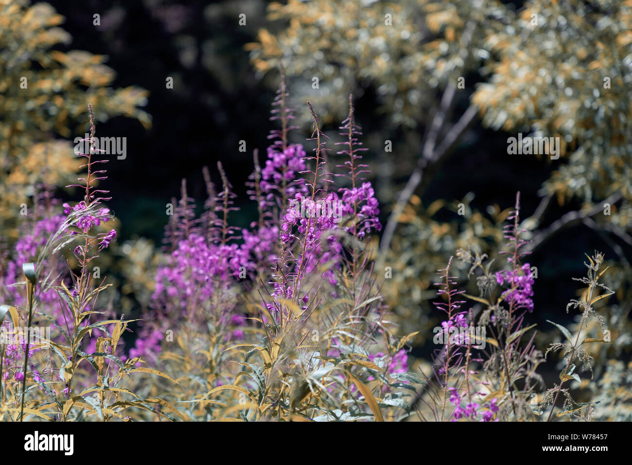 Flora of mountain tara hi-res stock photography and images - Alamy