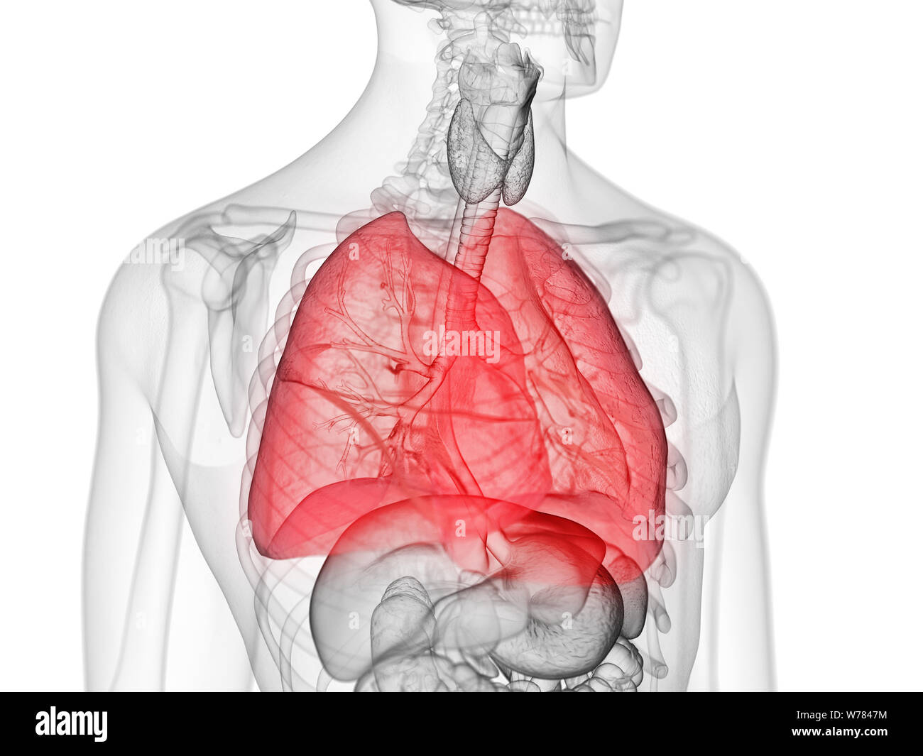 3d rendered medically accurate illustration of the lung Stock Photo - Alamy
