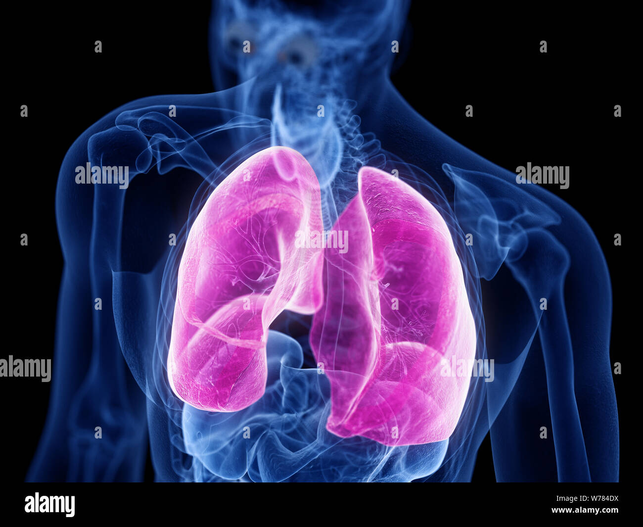 3d rendered medically accurate illustration of the lung Stock Photo - Alamy