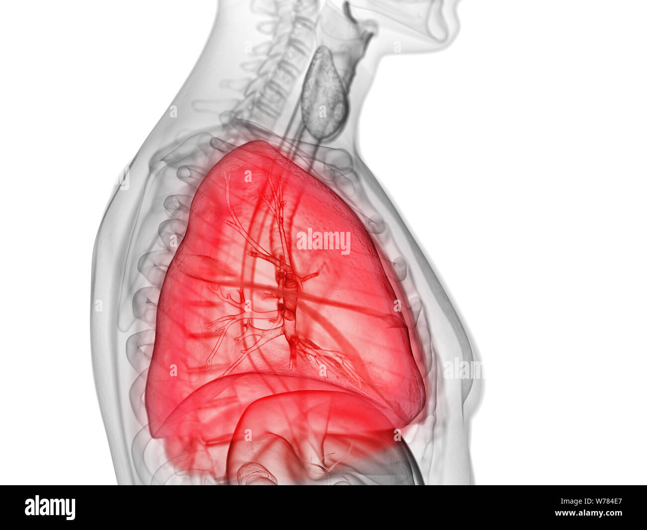 3d rendered medically accurate illustration of the lung Stock Photo - Alamy