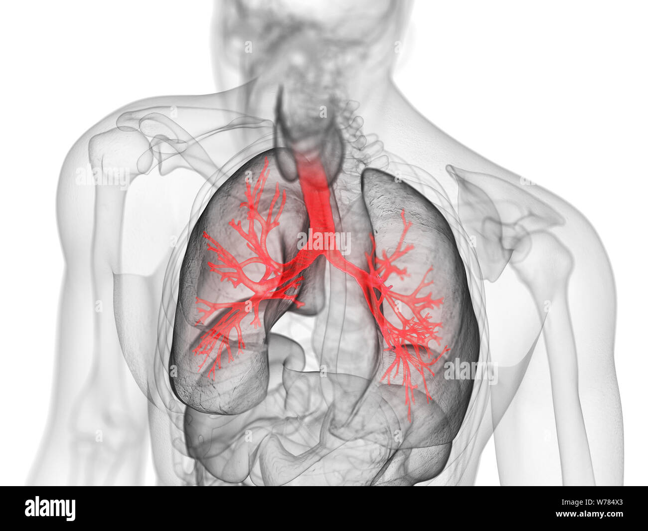 3d rendered medically accurate illustration of the bronchi Stock Photo ...