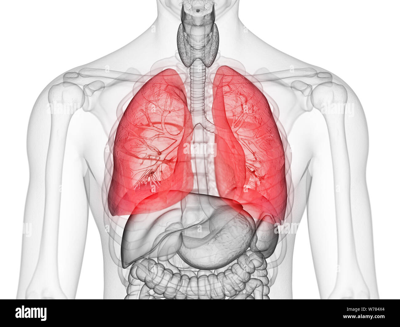3d rendered medically accurate illustration of the lung Stock Photo - Alamy