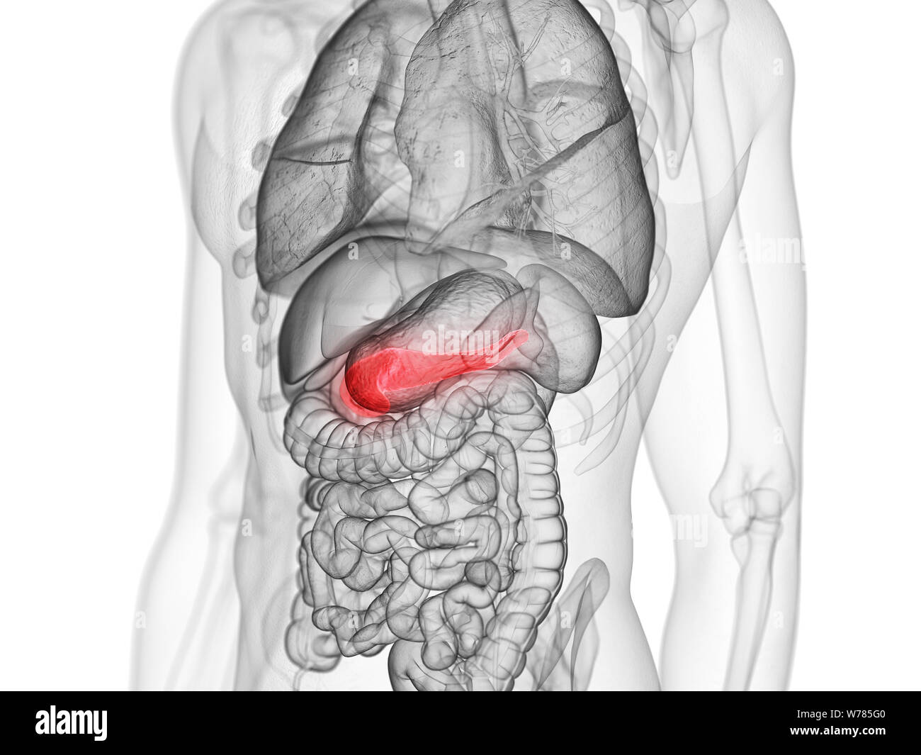 3d rendered medically accurate illustration of the pancreas Stock Photo ...