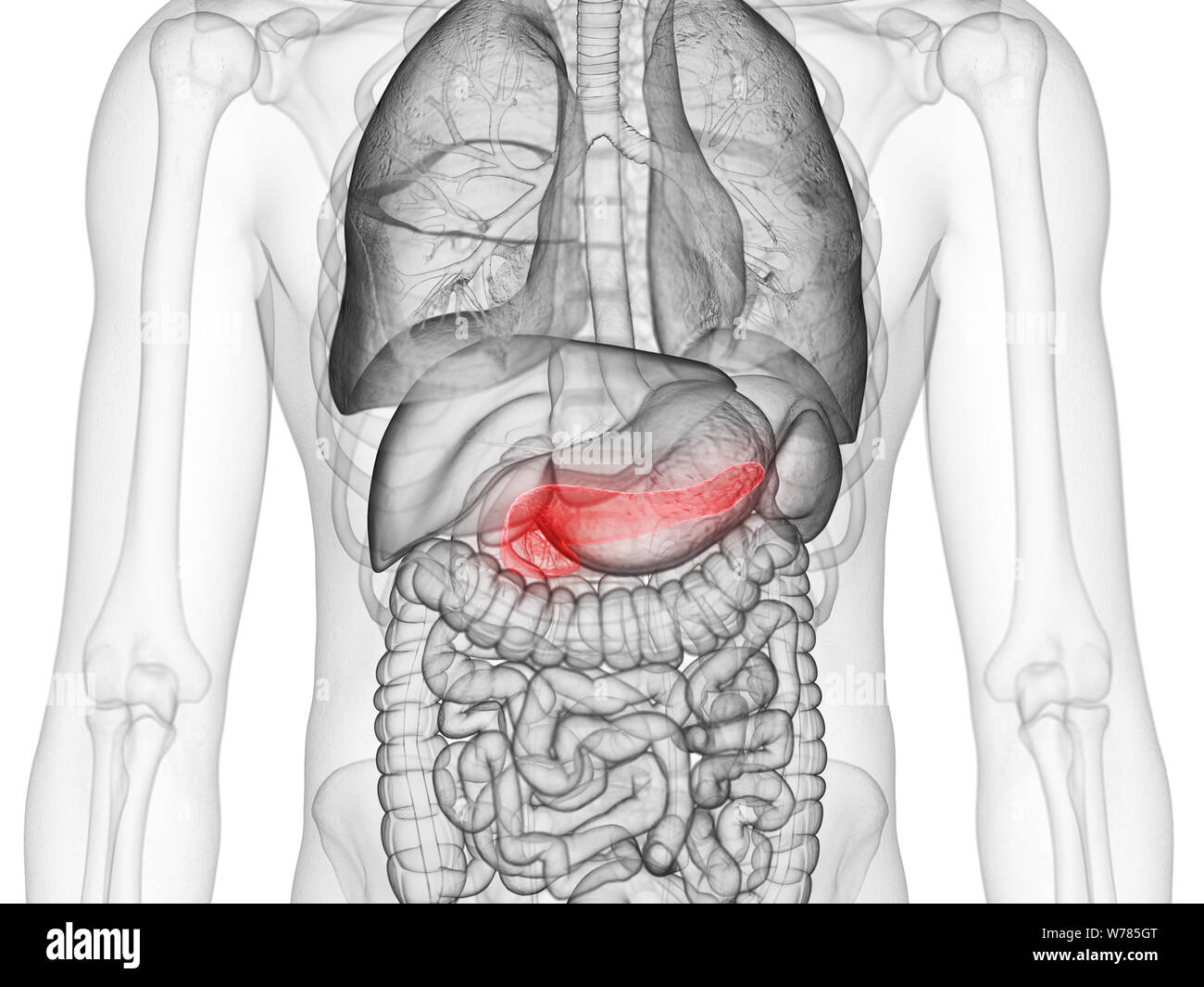 3d rendered medically accurate illustration of the pancreas Stock Photo ...