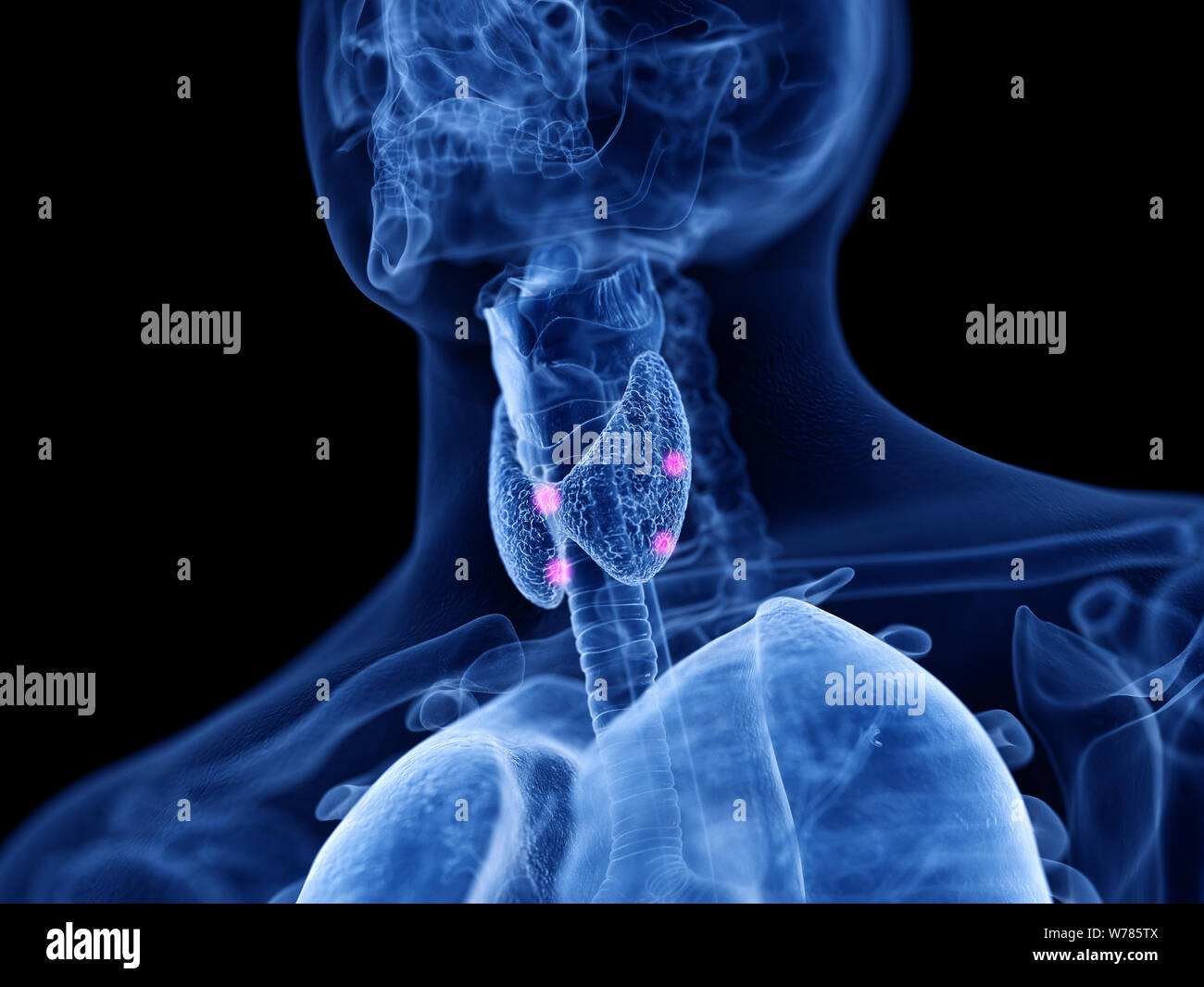3d rendered medically accurate illustration of the para thyroid glands ...