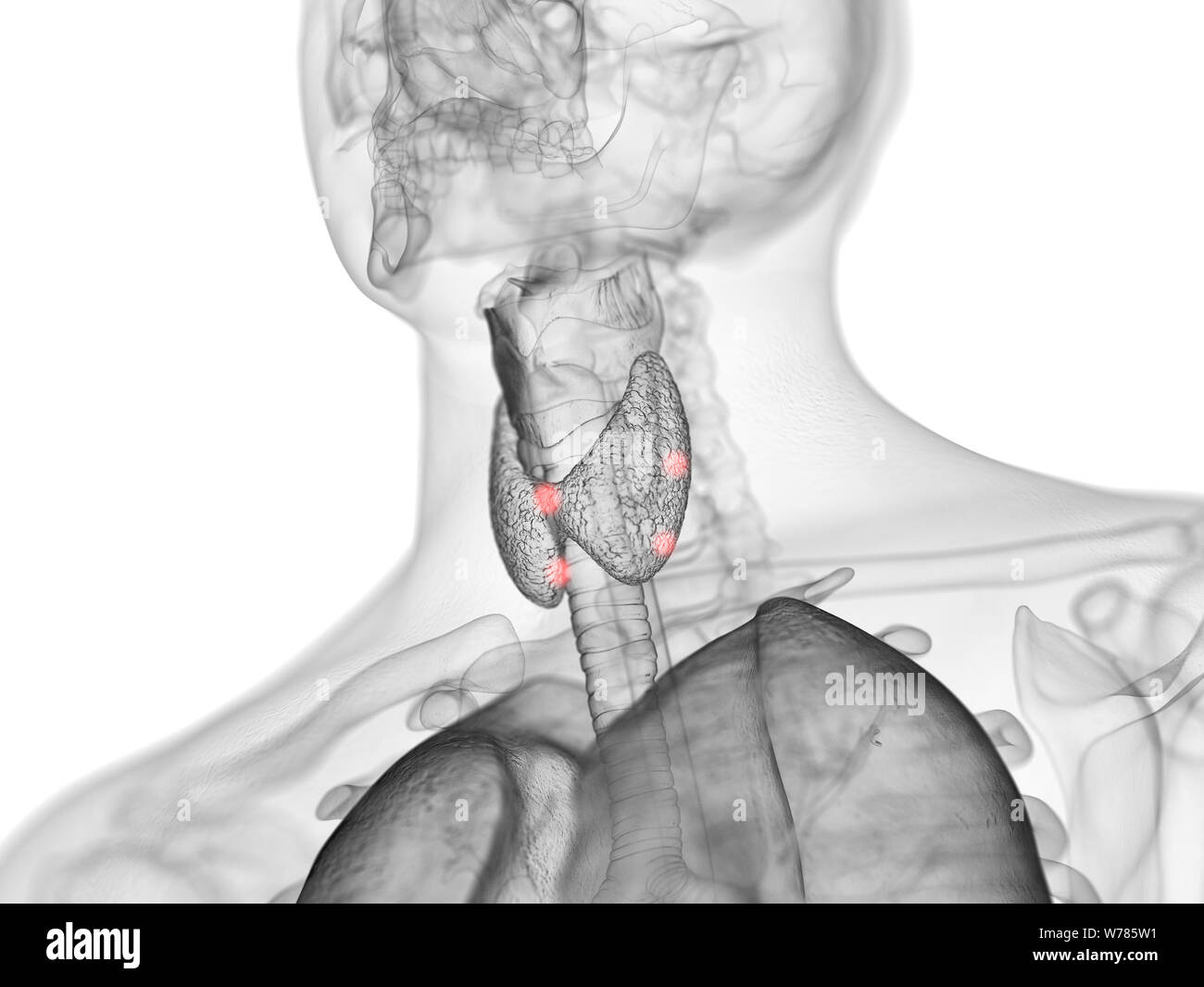 3d rendered medically accurate illustration of the para thyroid glands ...