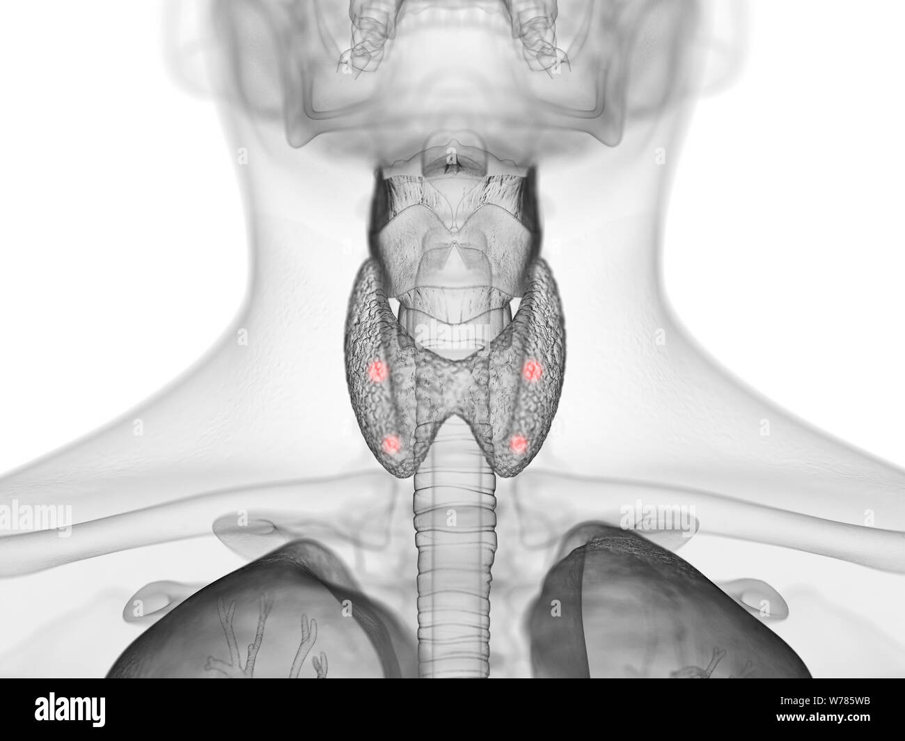 3d rendered medically accurate illustration of the para thyroid glands ...