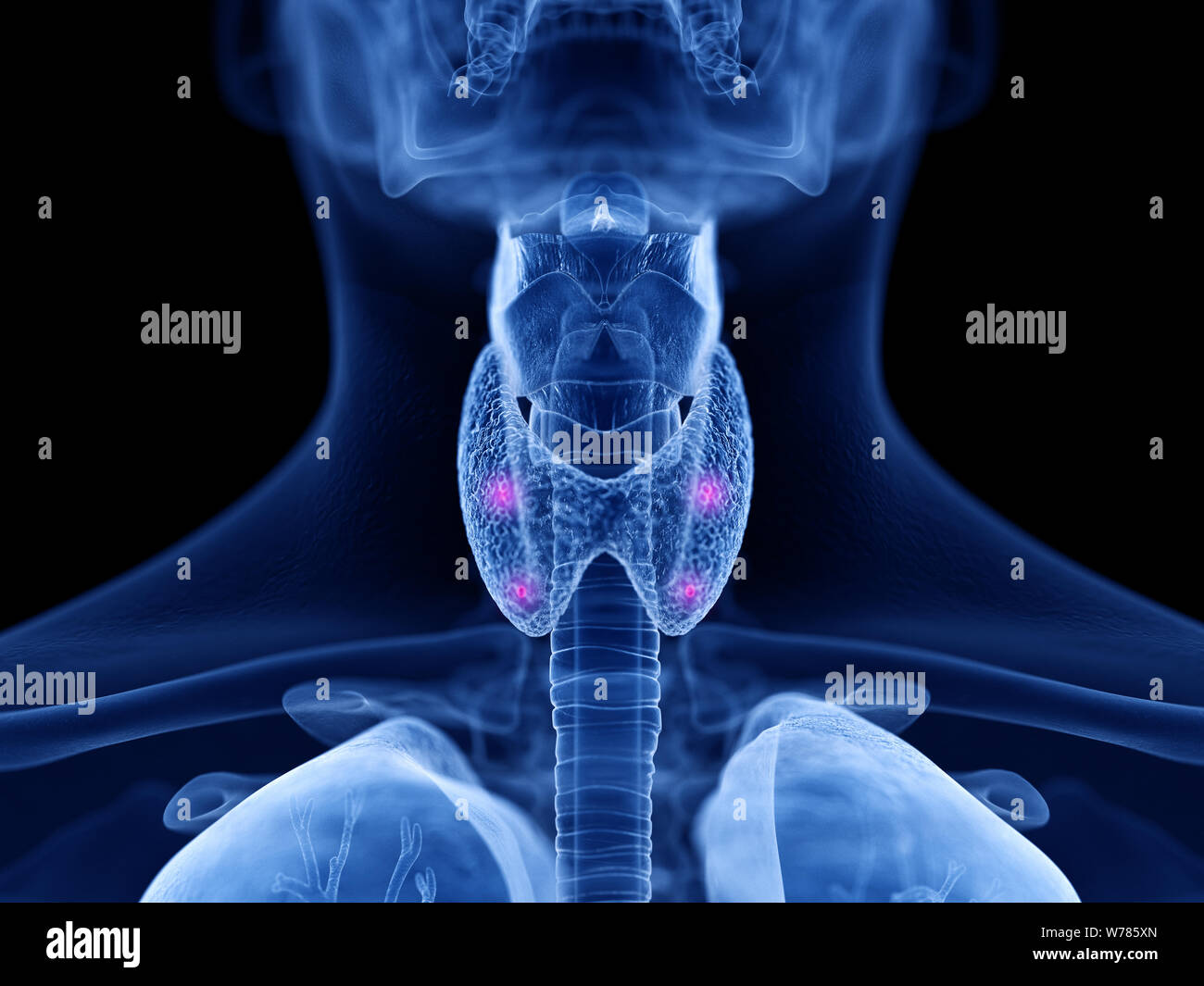 3d rendered medically accurate illustration of the para thyroid glands ...