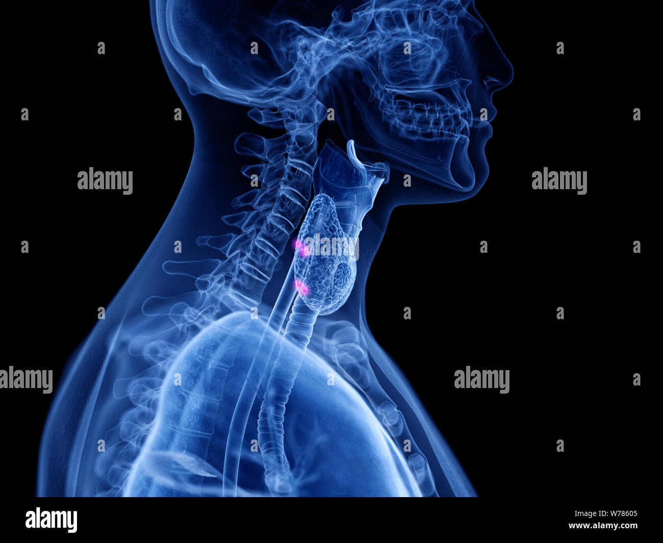 3d rendered medically accurate illustration of the para thyroid glands ...
