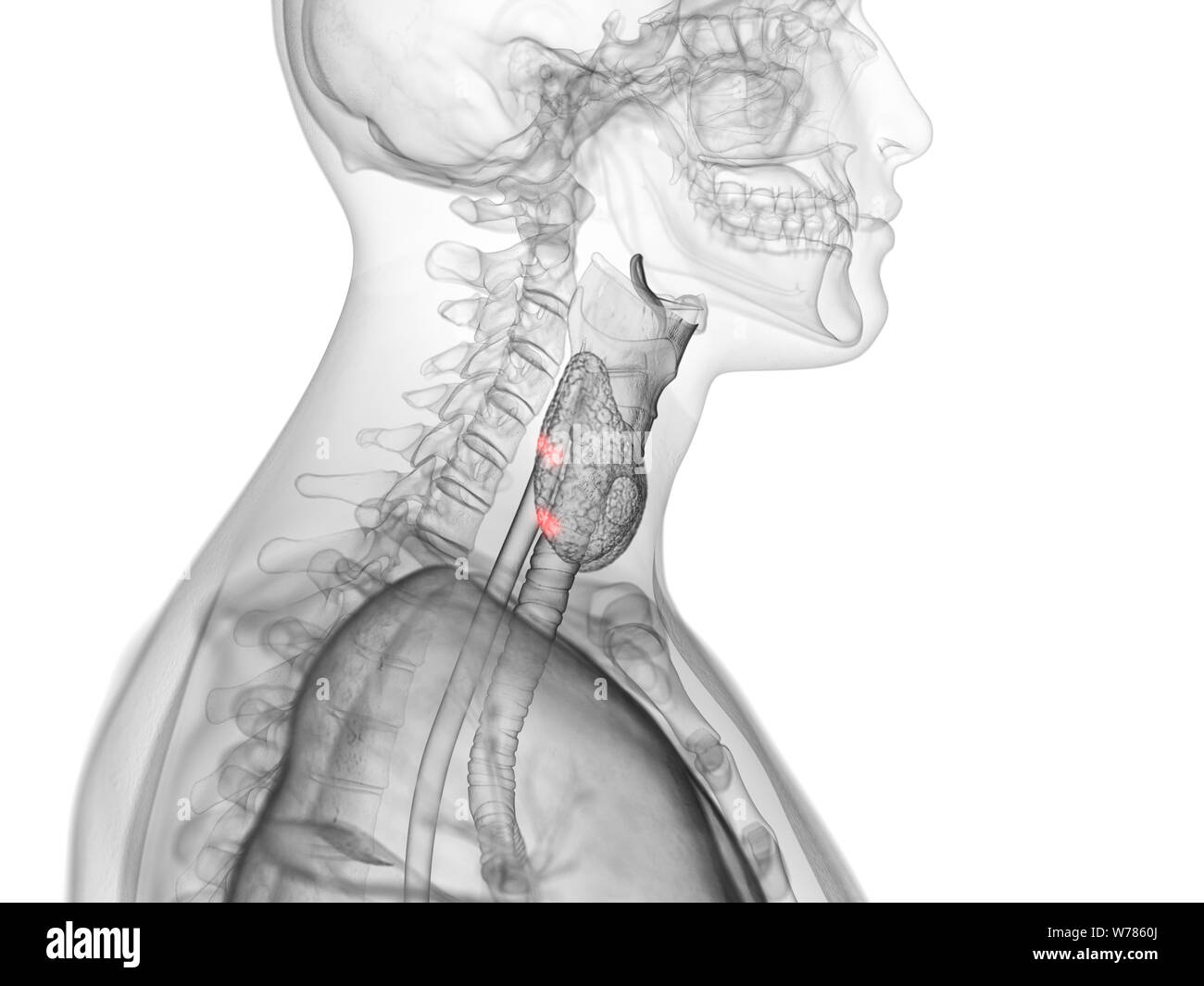 3d rendered medically accurate illustration of the para thyroid glands ...