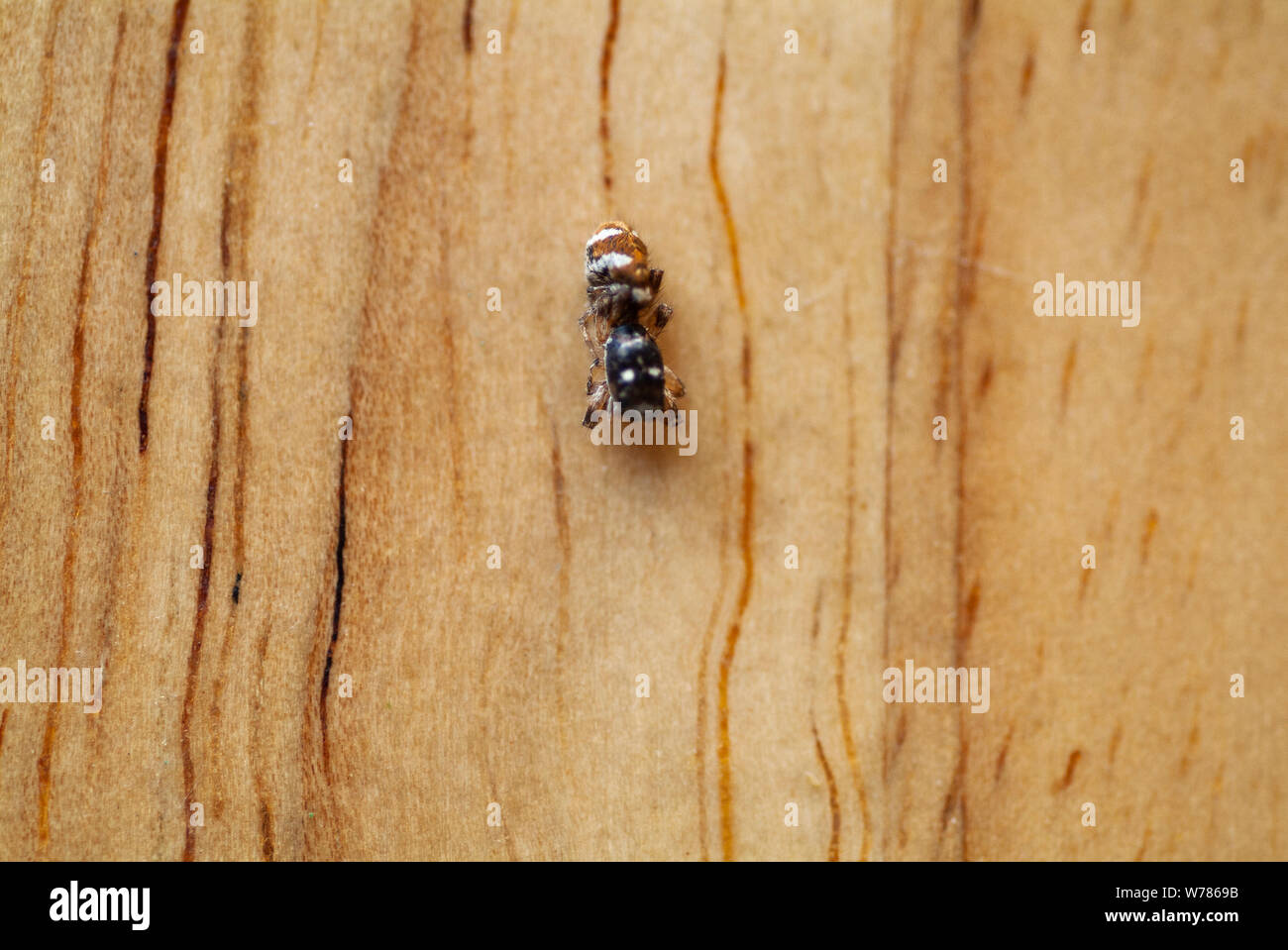 AUTOPSY ARACHNID: A thorough examination of a spiders dead body Stock ...