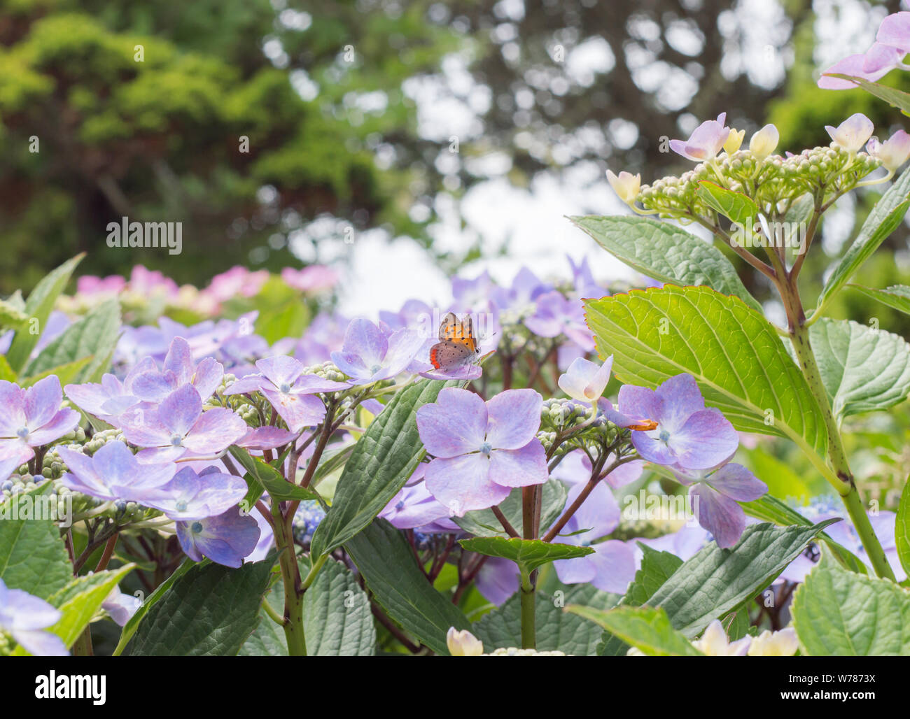 Butterfly on purple hydrangea hi-res stock photography and images - Alamy