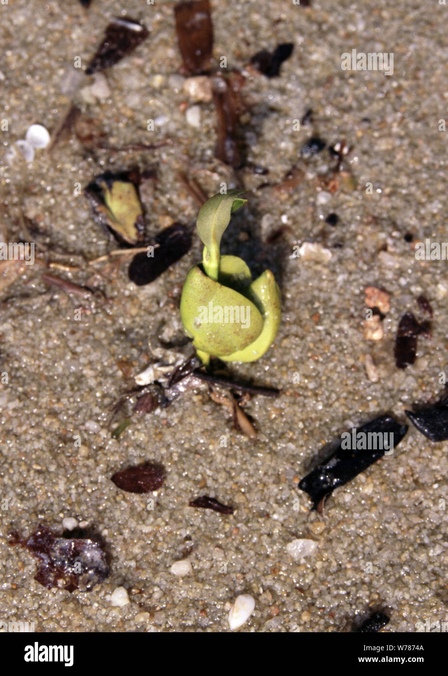 Mangrove seeds hi-res stock photography and images - Alamy