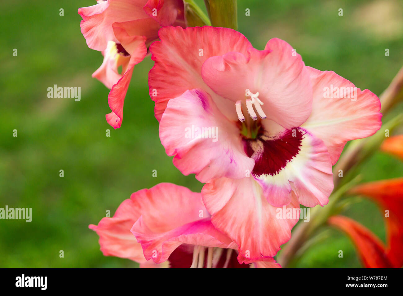 Beautiful flower of the Gladiolus grows in year garden on green ...