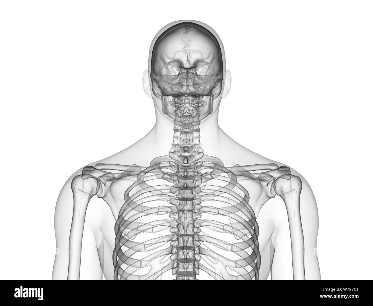 Upper body bones artwork hi-res stock photography and images - Alamy