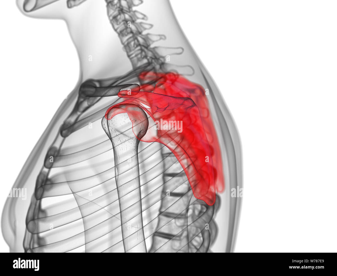3d rendered medically accurate illustration of the scapula Stock Photo ...