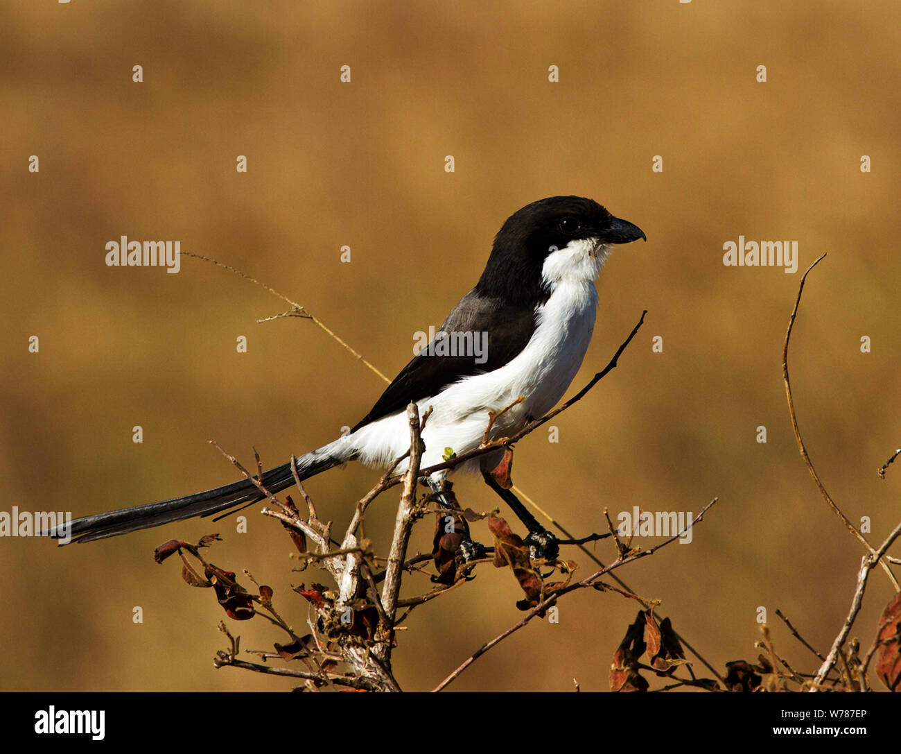 The largest of the family, the Long-tailed Shrike, is common in the ...