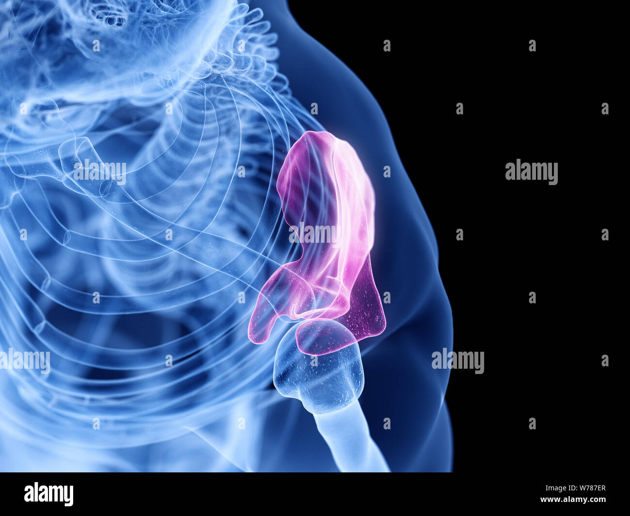 3d rendered medically accurate illustration of the scapula Stock Photo ...