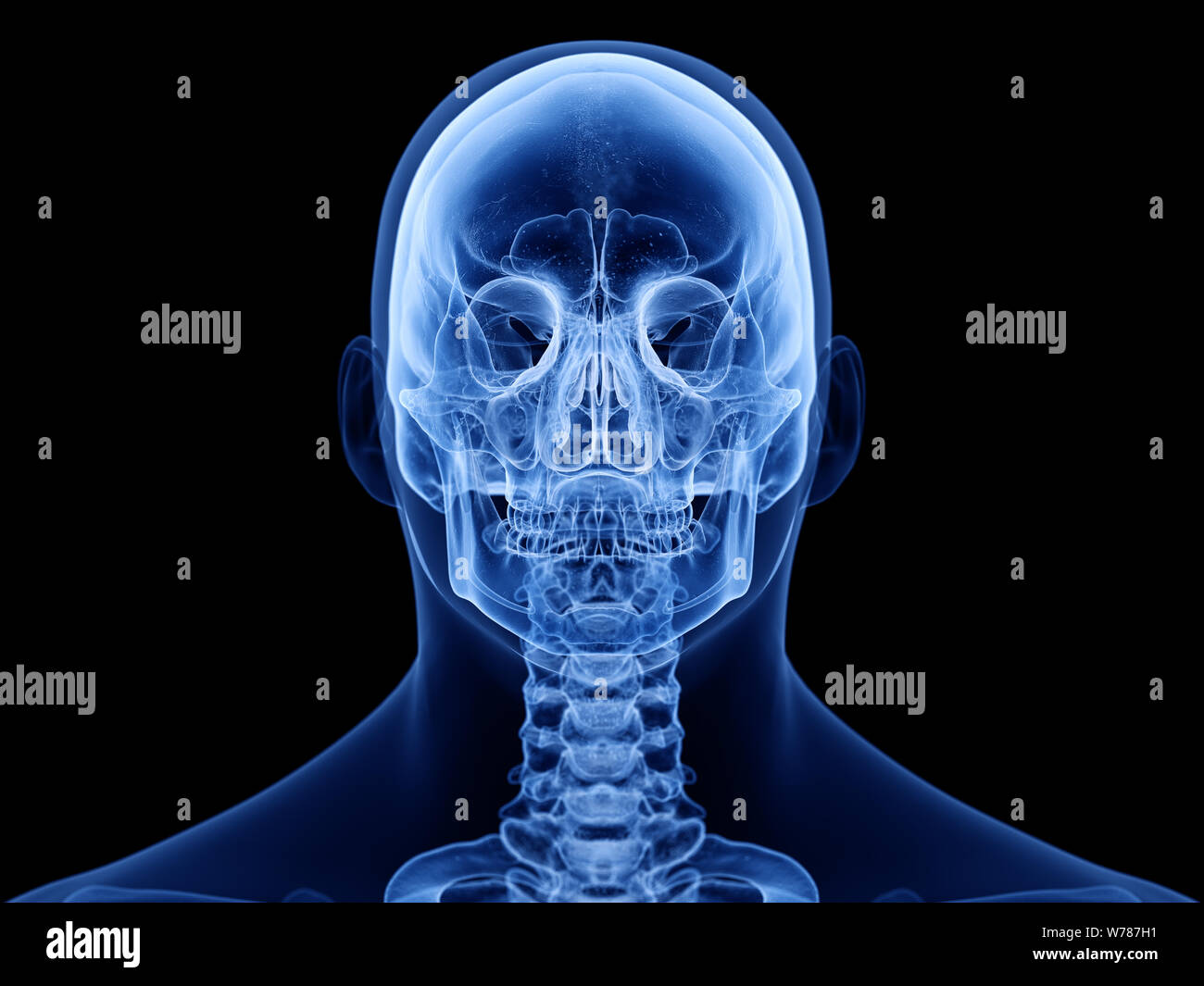 3d rendered medically accurate illustration of the human skull Stock ...