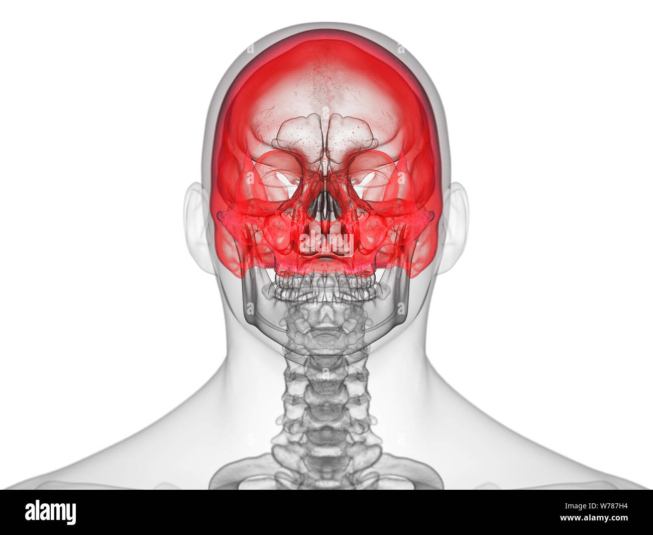 3d rendered medically accurate illustration of the cranium Stock Photo ...