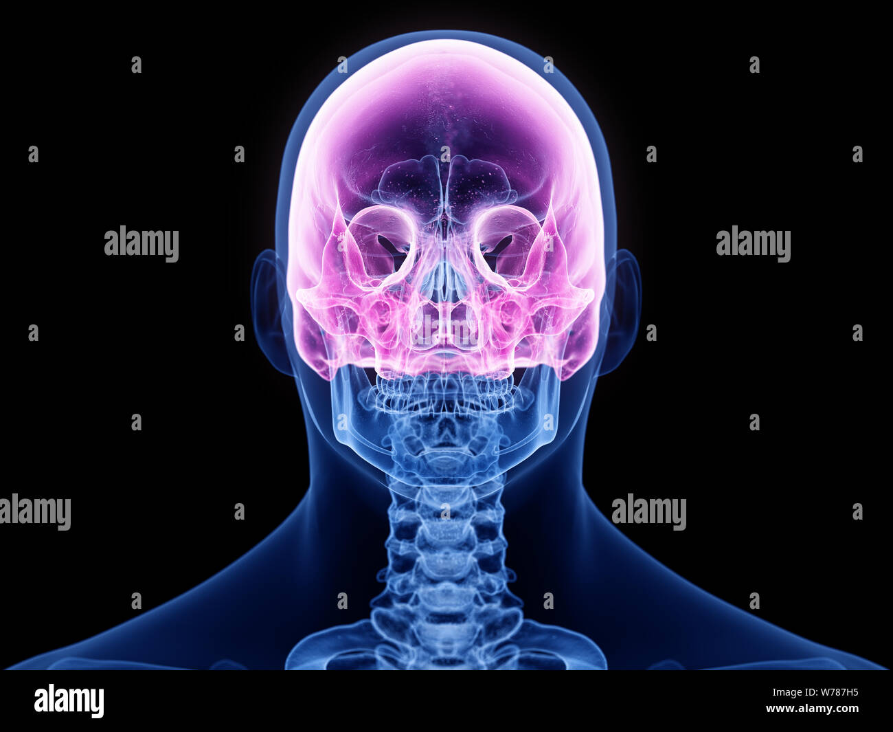 3d rendered medically accurate illustration of the cranium Stock Photo ...