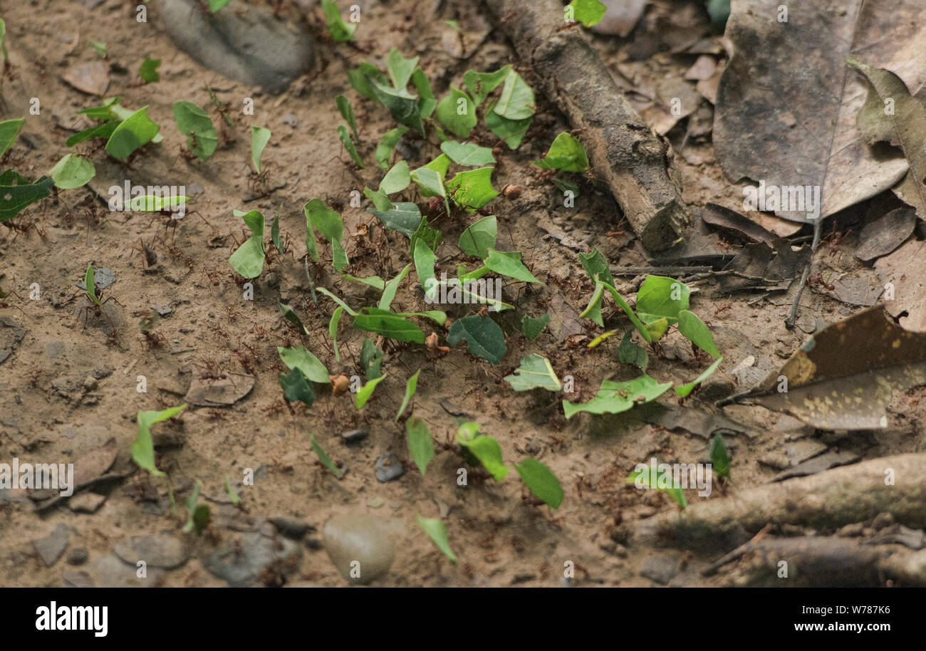Jungle ant hi-res stock photography and images - Alamy
